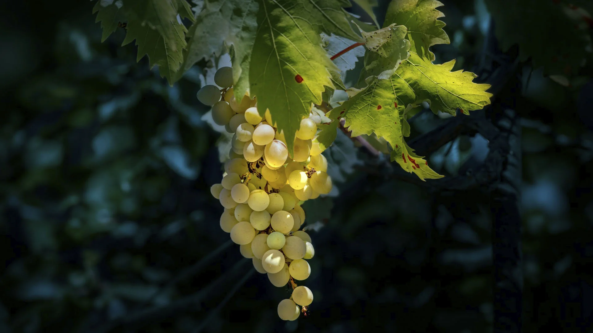 Discover Clairette: Everything You Need to Know About this Grape Varietal